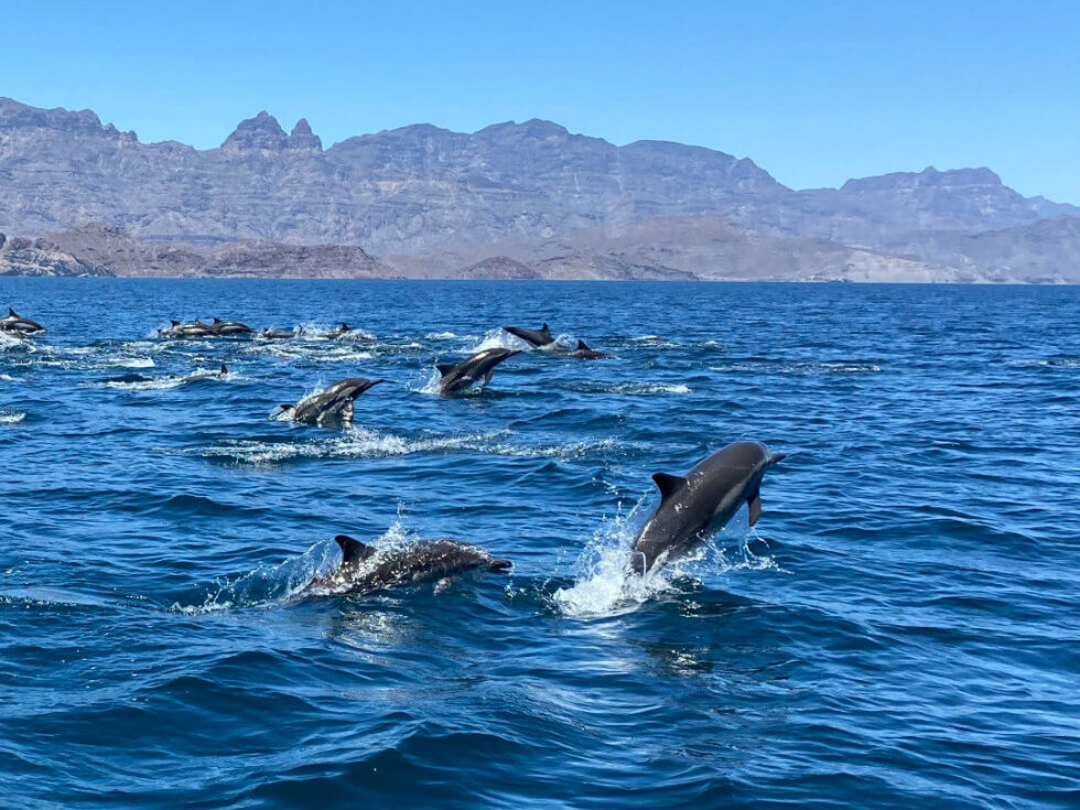 Best Day Trips from Loreto Mexico - Sensational + Well